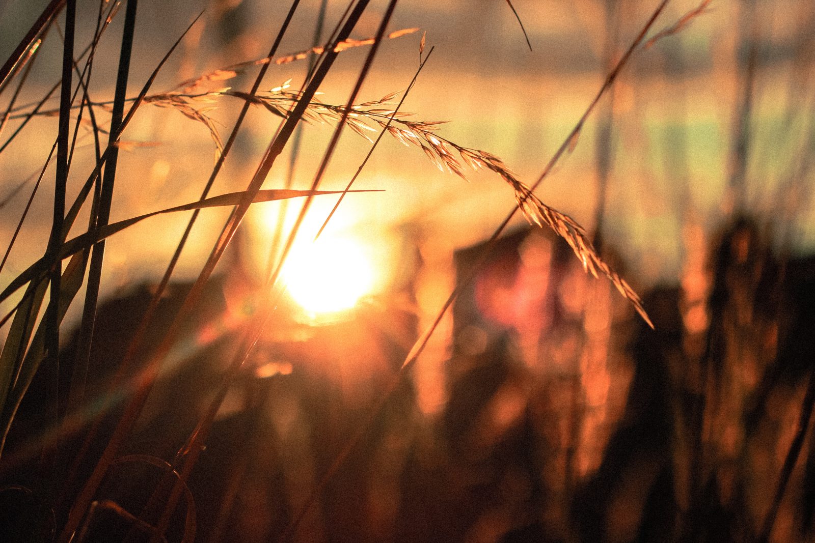 The Swedish concept of gökotta - listen to the morning birdsong ...