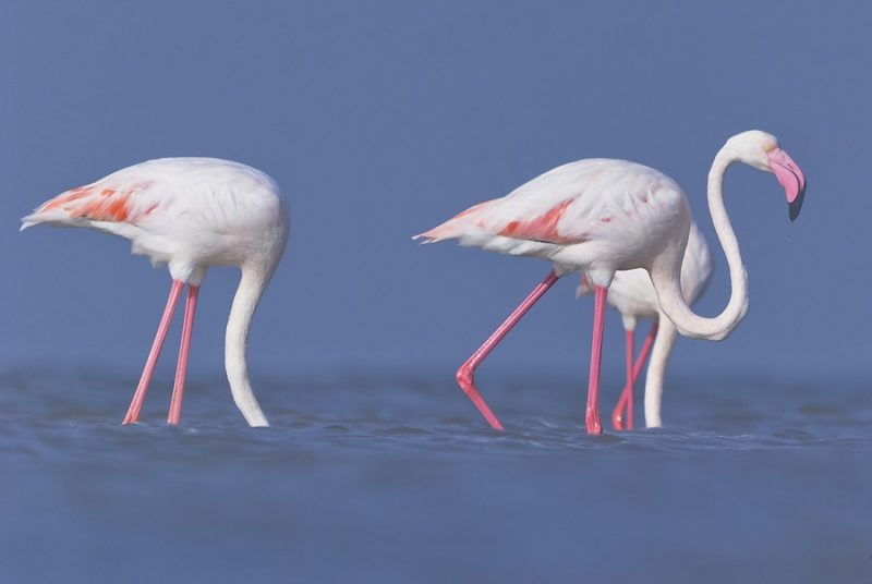 Where to see flamingos in Cyprus: a nature lover's guide - 203Challenges