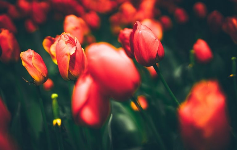 Istanbul Tulip Festival: the best parks to see flowers (+ map ...