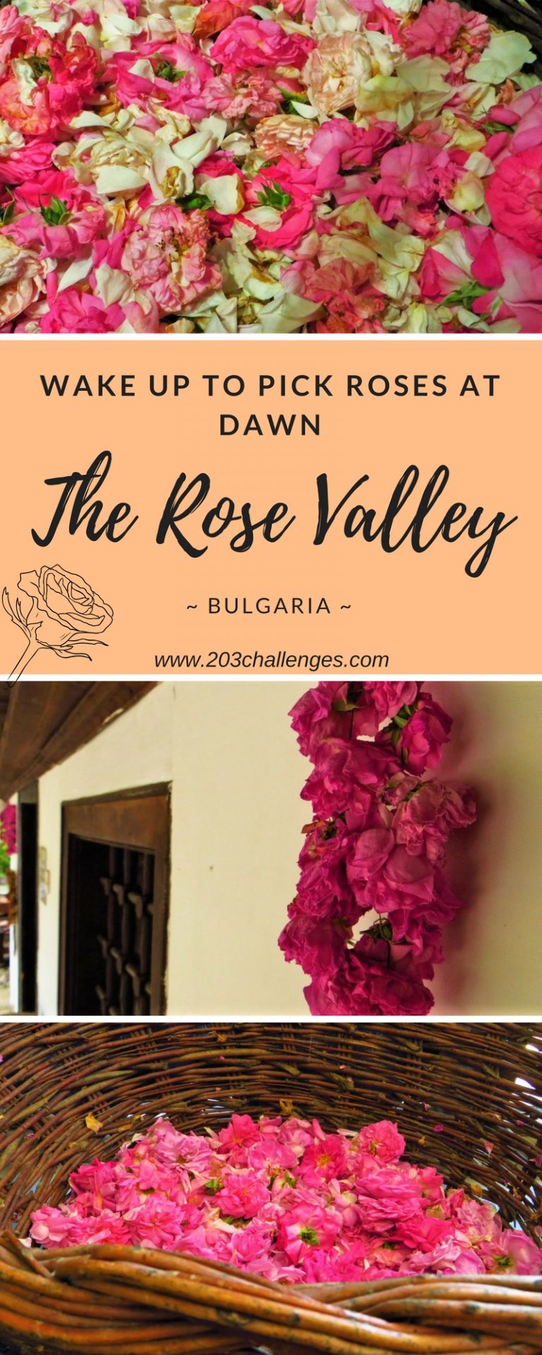 The Rose Valley, Bulgaria: Wake up to pick roses at dawn - 203Challenges