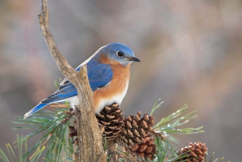 The Bluebird of Happiness: How Spotting One on a Hike Can Boost Your ...